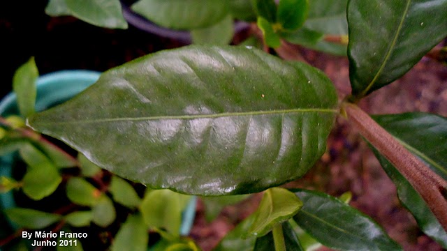Meu Cantinho Verde: JASMIM-DO-CABO - ( Gardenia jasminoides )