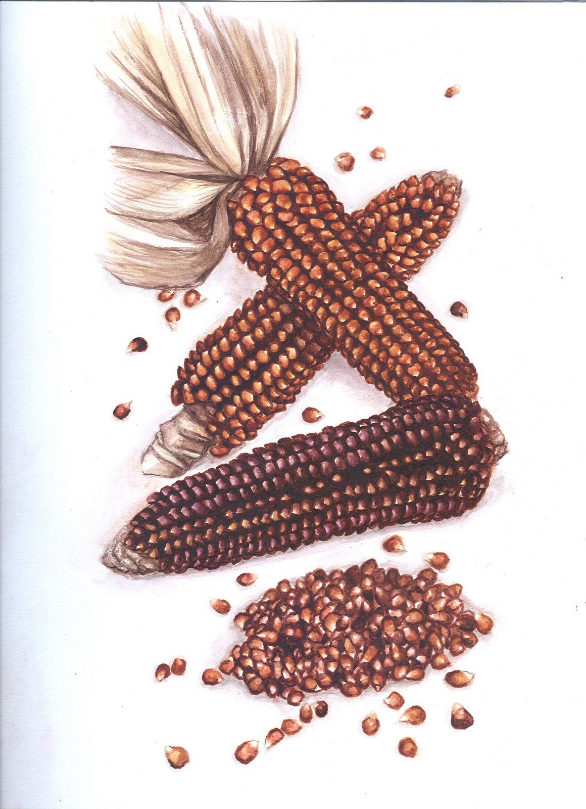 Floriani Red Flint Corn: o melhor milho norte americano pra fazer polenta!