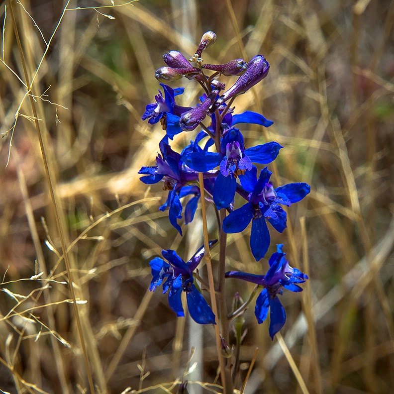 Your Daily Dose of Sabino Canyon: April 2014