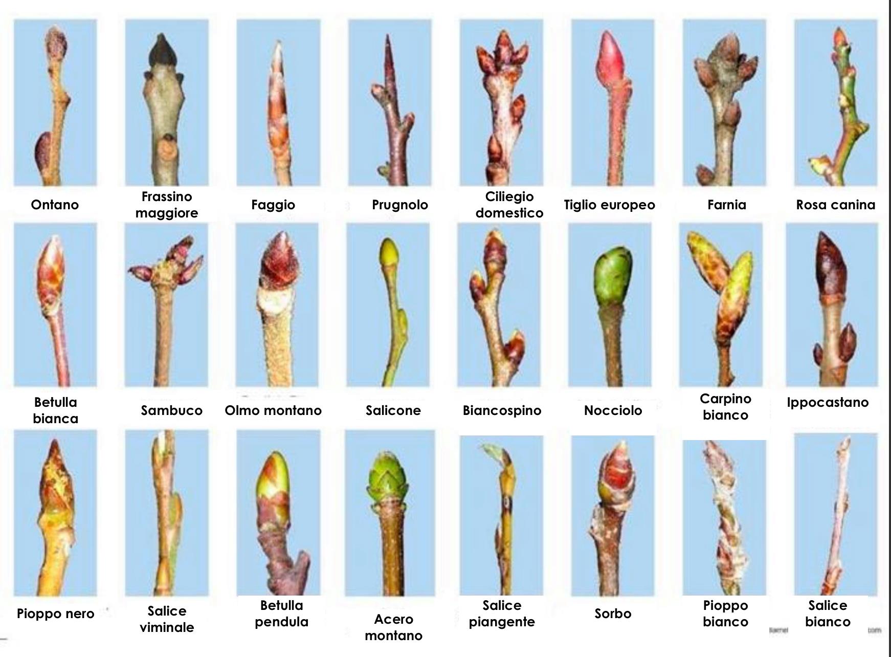 Settecamini: Riconoscere gli alberi nel periodo invernale dalla sua gemma