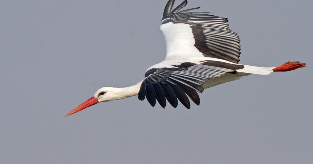 White storks at Los Barruecos Natural Monument, Cáceres, Spain