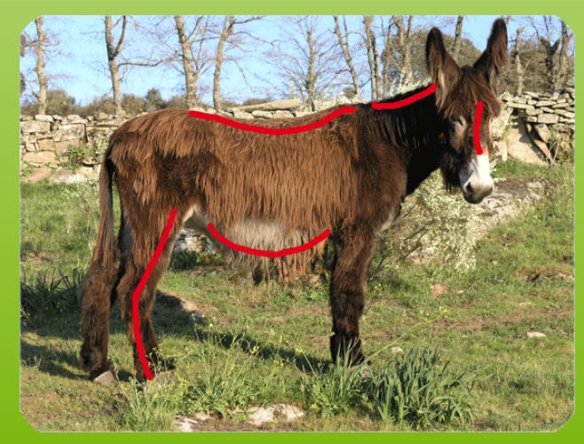 Avantales: Cosas de burros