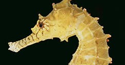 Examples of Bony fishes (Osteichthyes) | ExamplesOf.net