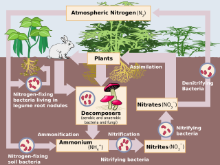 KAMUS PENGETAHUAN: DAUR / SIKLUS NITROGEN