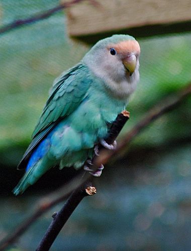 Dutch Blue Lovebird | Birds Care Center
