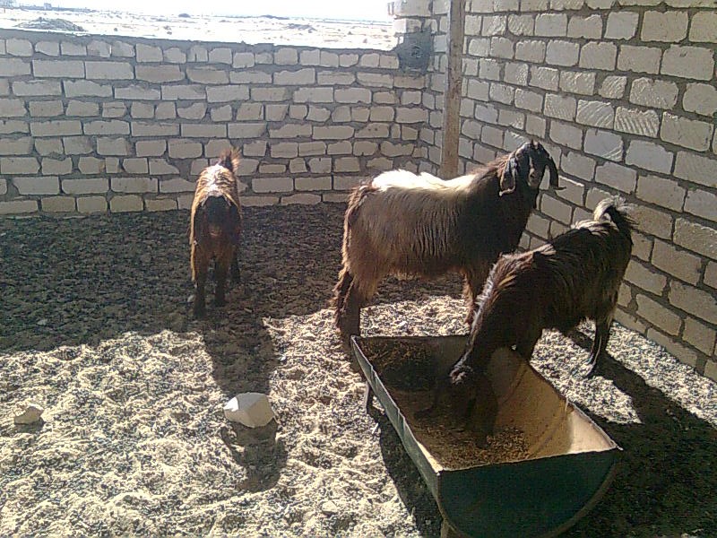 Rahmani Sheep, Shami Goats & More Ain Musa Farm: Shami Goats: South ...
