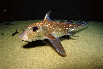 Animal Planet Brasil: Quimera