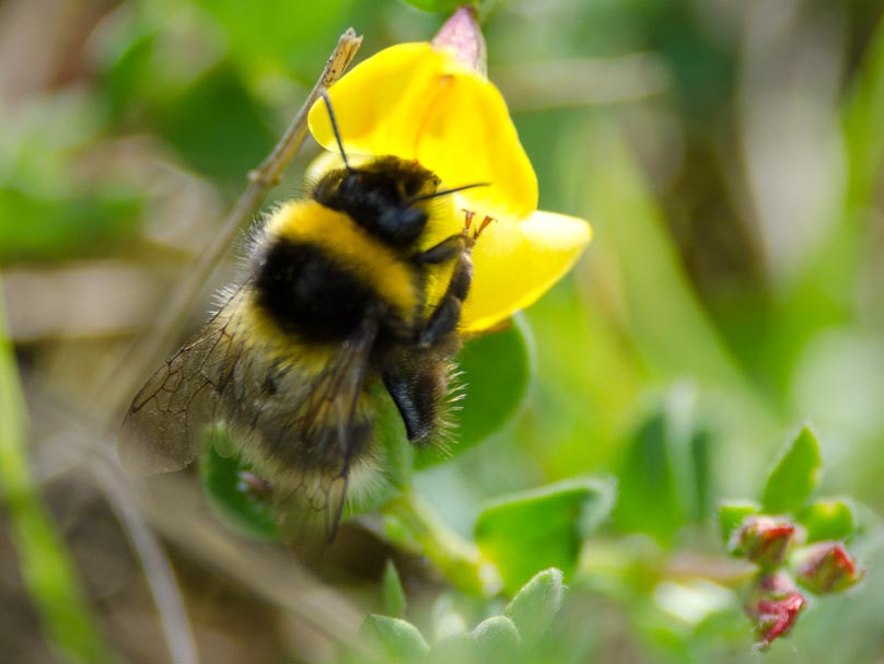 Gower Wildlife: Upper Neath Valley