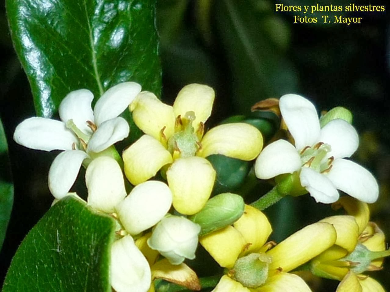 Flores y plantas silvestres: " Pittosporum tobira ". Pitosporo, Azahar ...