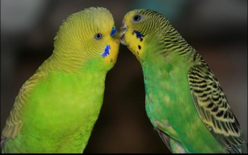 Cunatural: Pericos Australiano es ¿Macho o Hembra?