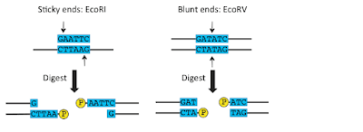 IGCSE Biology: 5.12 understand how restriction enzymes are used to cut ...