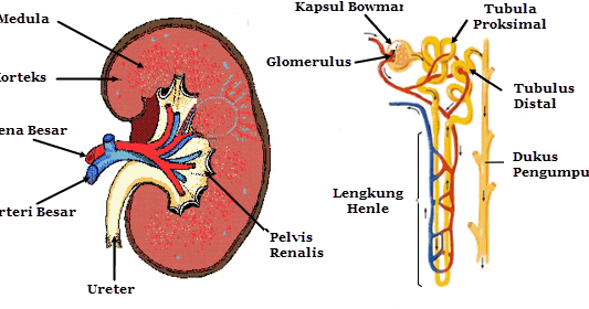 Sistem Ekskresi Pada Manusia