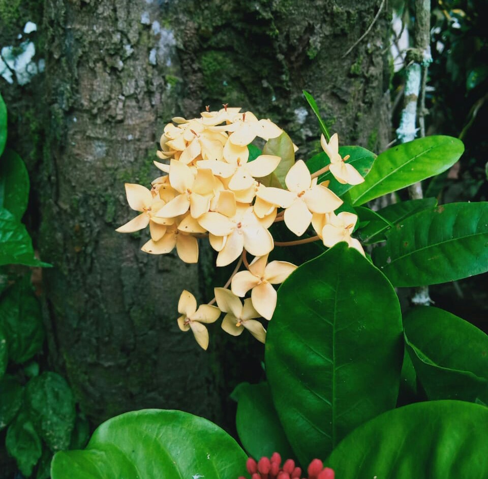 Mengenal Beberapa Tanaman Indah di Kebun Pribadi Rahma House Sruweng ...