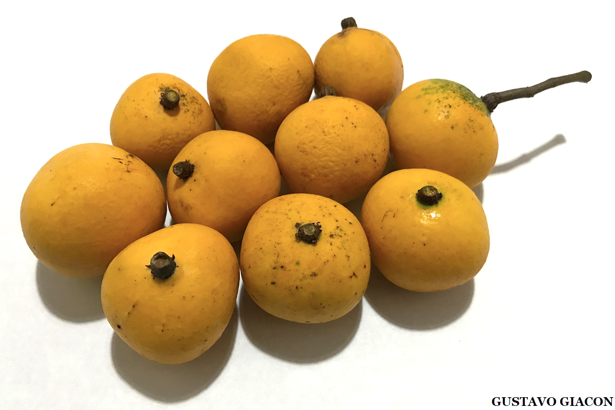 Blog da Associação Brasileira de Frutas Raras: Saputa Açu ou Bacupari ...