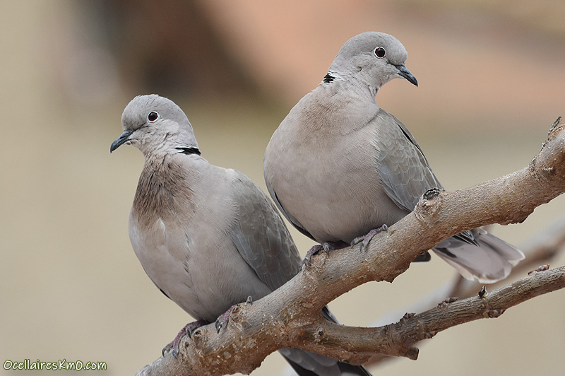 Birding Catalunya: Tórtora turca (Streptopelia decaocto)