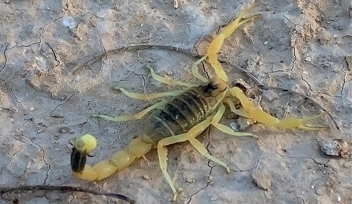 Top 10 Most Poisonous and Deadliest Animals in the World - World Ranking