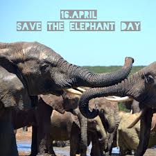 Every Day Is Special: April 16 - Orchids and Elephants Day