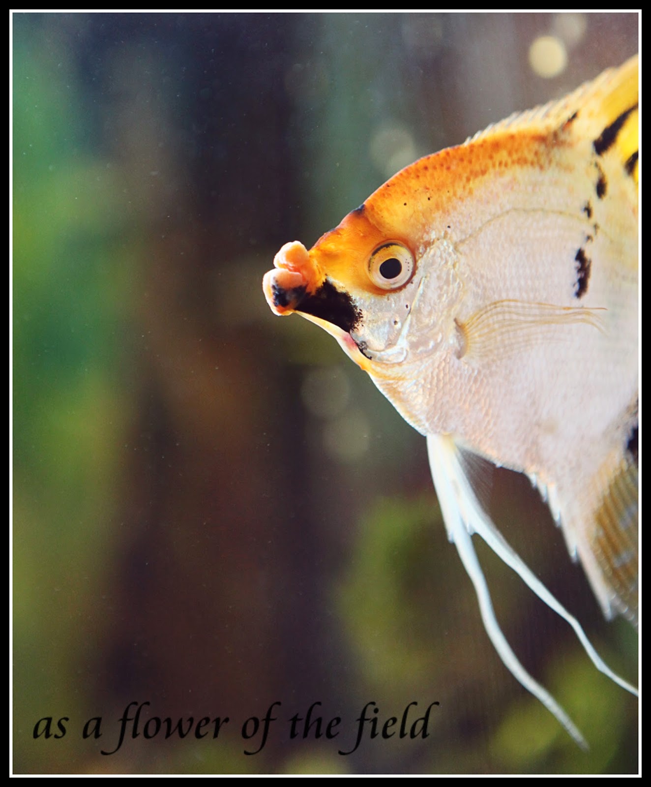 As a Flower of the Field: Our Angelfish -- Lip Fibroma