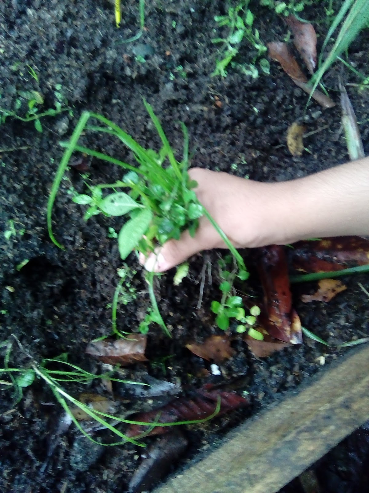 La Limonaria: Nuestro cultivo de Limonaria