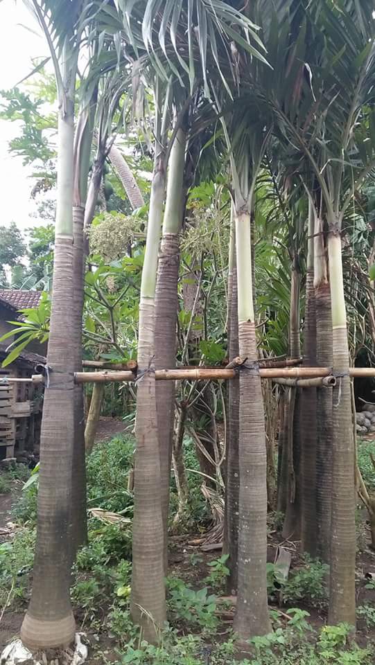Pohon Palem Raja ~ Arya Flower Landscape