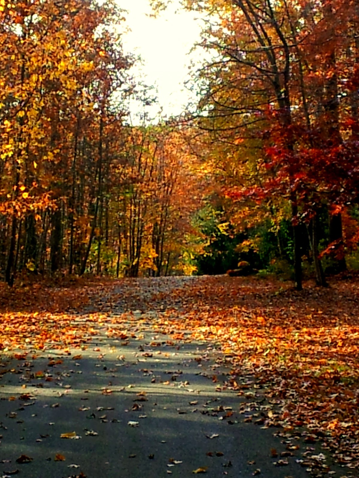 Wordless Wednesday - Fall Walk