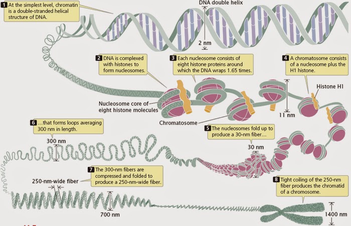 Knowledge Class: How is the coiling of long DNA fiber achieved?