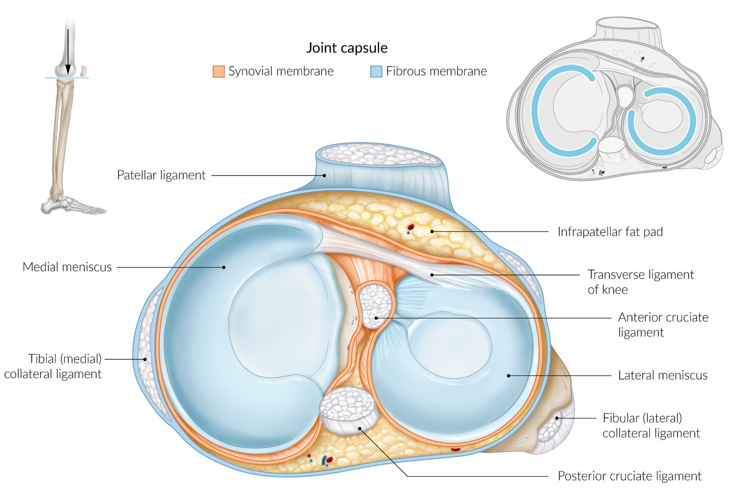 Ligaments of Knee Joint