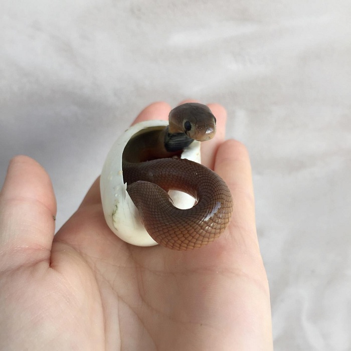 6 Gambar Anak Ular Tedung Sembur Merah