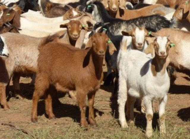 Kambing Rangeland: Karakteristik, Pemberian Makan, Pembiakan, Kegunaan ...