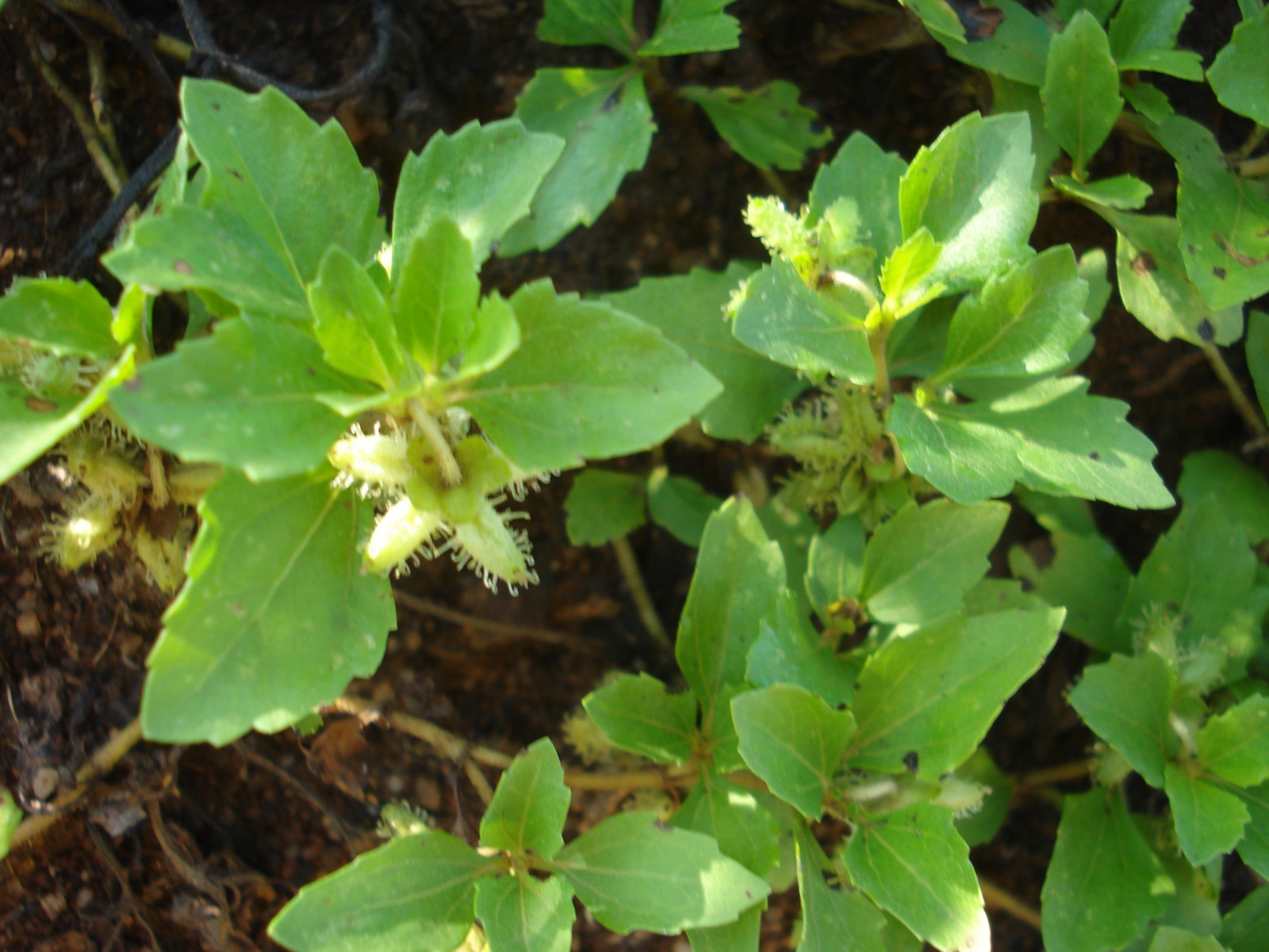 Canguçu em Cores: Carrapicho - Acanthospermum australe - Canguçu - RS ...