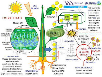 Biología didáctica: Academia Cepreduni - Fotosíntesis y Respiración Celular