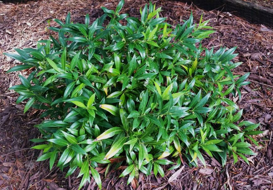 Future Plants by Randy Stewart: Sarcococca - Sweet Box