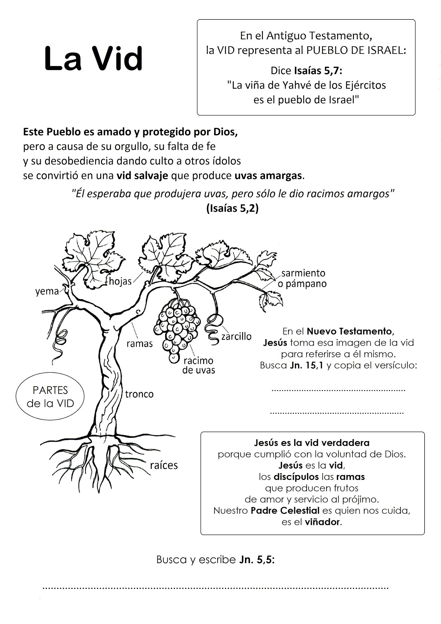 El Rincón de las Melli: DICCIONARIO ILUSTRADO: La Vid