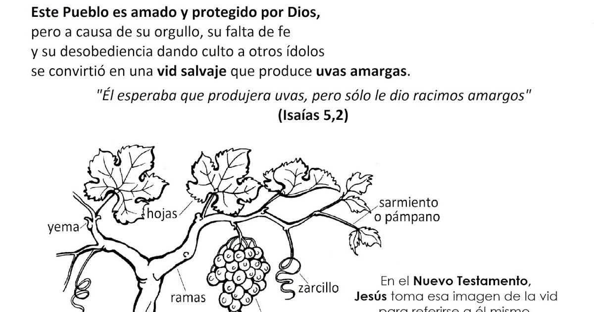 DICCIONARIO ILUSTRADO: La Vid - Educacion Religiosa