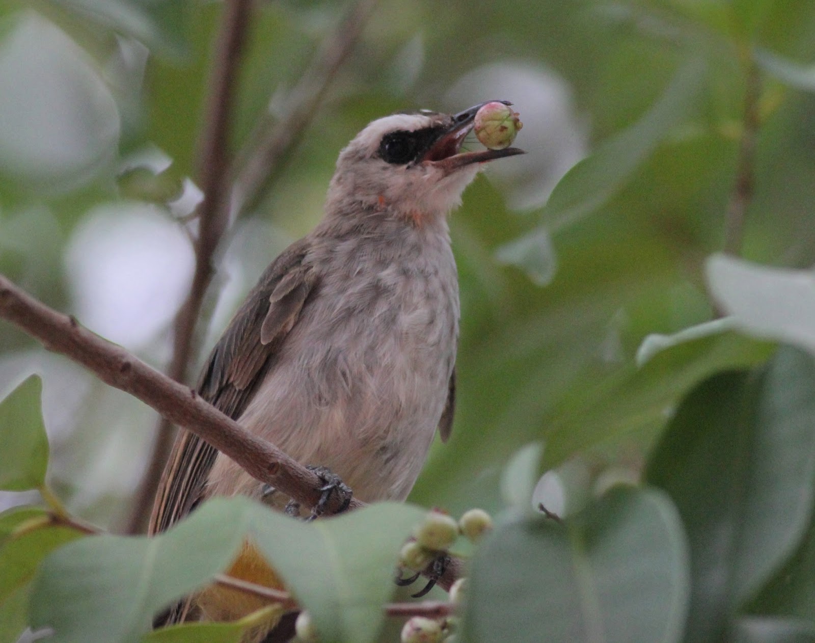 Ron-Nature-Adventures: Yellow-Vented Bulbul (Pycnonotus goiavier)
