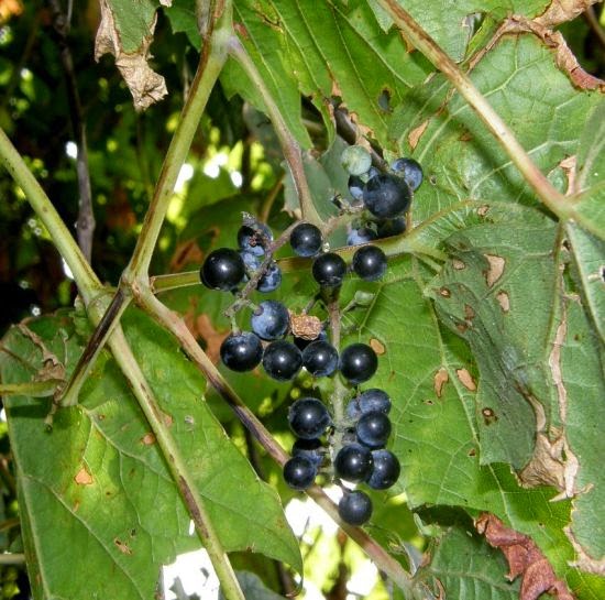 Trees Planet: Vitis berlandieri - Fall Grape