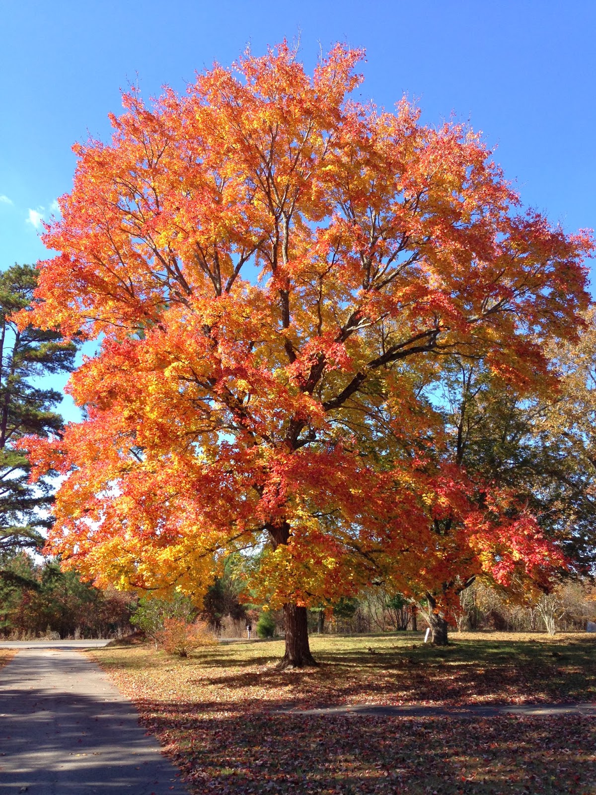 Types of maple trees in ontario - grandukraine