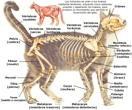 Enciclopedia de animales: Anatomia del gato. El esqueleto-on line