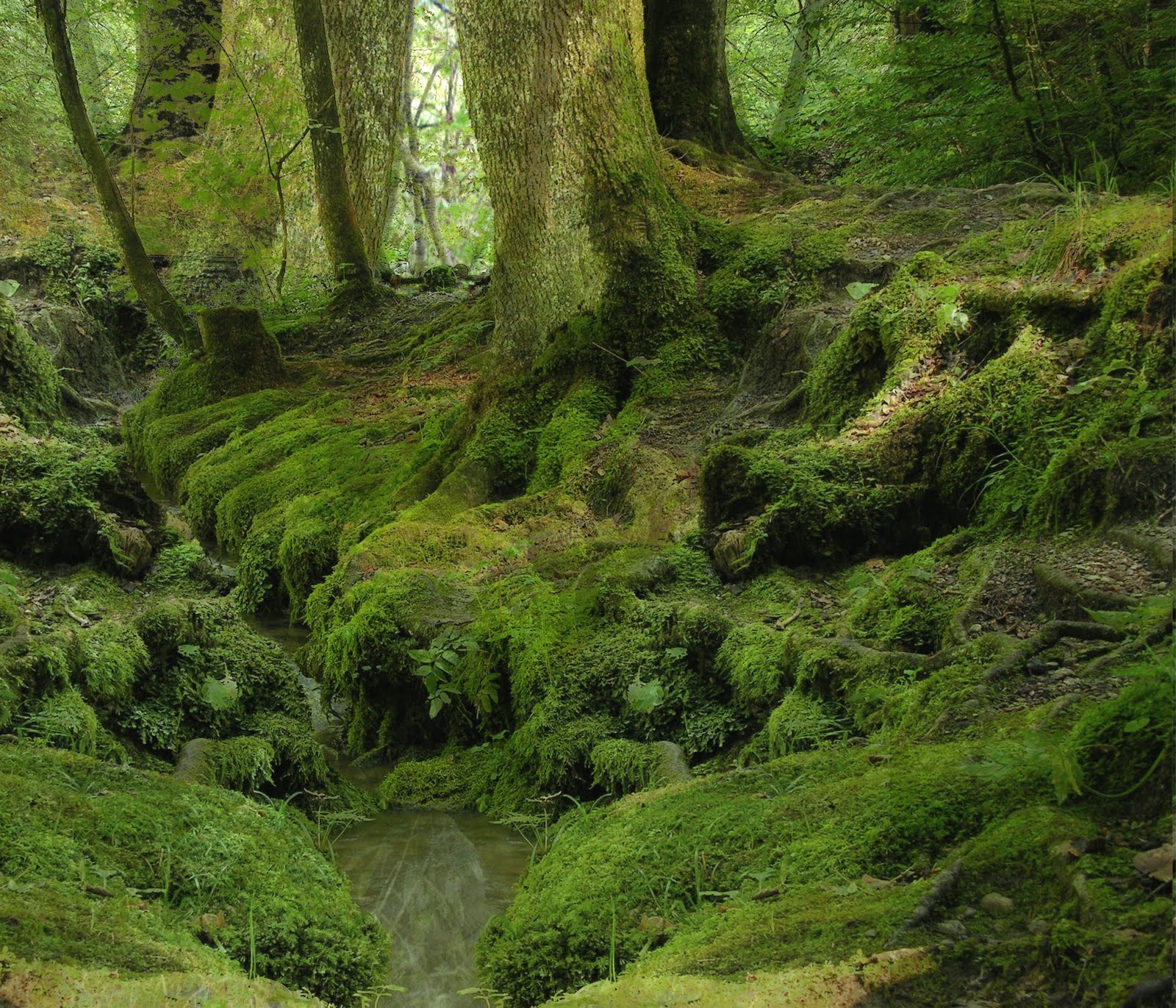 Molly's Art Blog: For Future Reference: Forests & Trees...