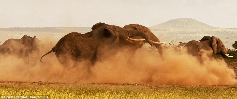 The animal zone: Raging bull elephants fight for supremacy (and the ...
