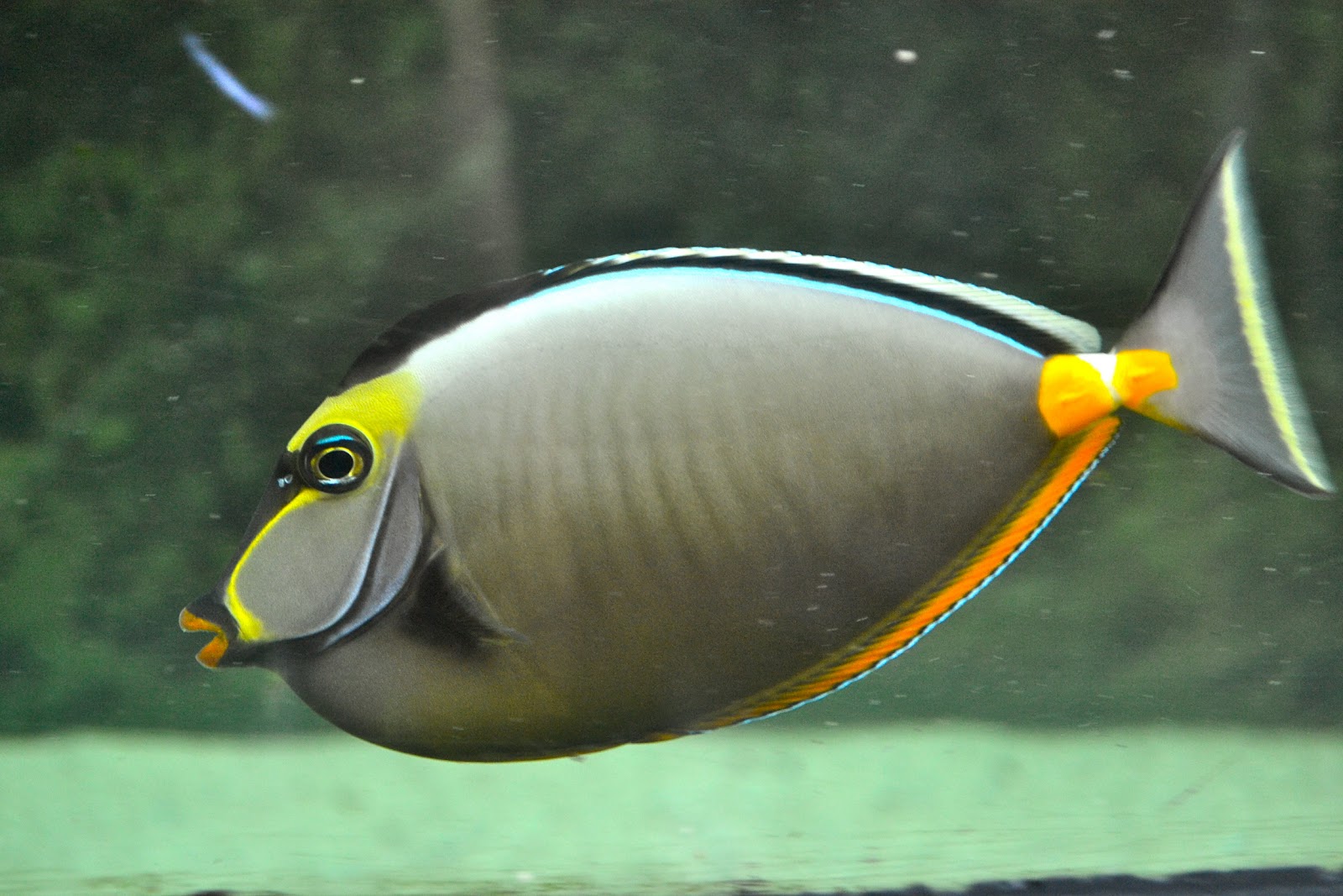 Allie in Australia: Fish, Sunsets, Bondi Beach and Ben