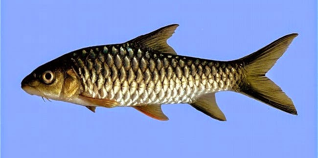 KERALA THE LAND OF RIVERS /FISHES WATERFALLS/ BEACH/ LAKE/ DAMS ...