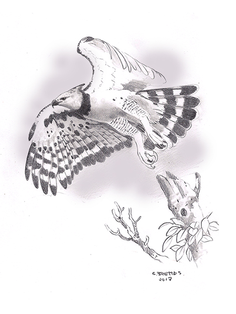 Eduardo Brettas - Bird Illustrator: Gavião-real, Harpy Eagle