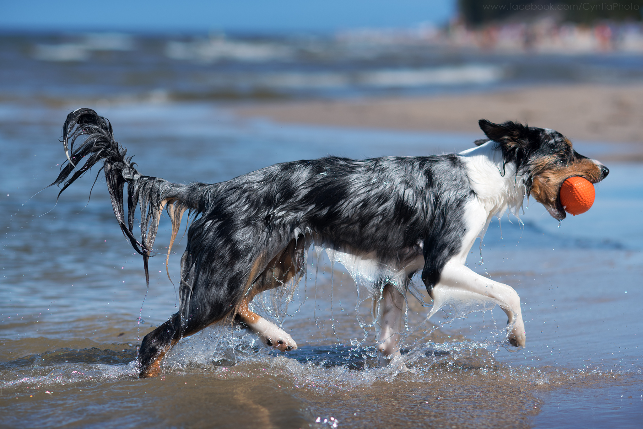 TOP FOR DOG: PITCHDOG RUGBY SPORT BALL