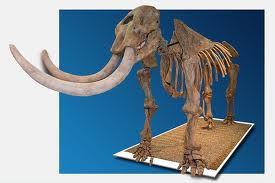 Mastodonte (Mammutidae)