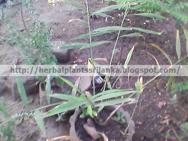 ZINGIBER OFFICINALIS-ඉඟුරු