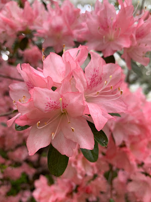 WashingtonGardener: Plant Profile: Azaleas