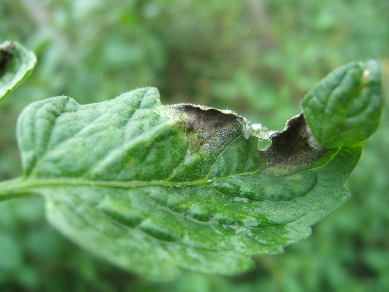 WNC Vegetable and Small Fruits News: Late Blight Identified in Western NC