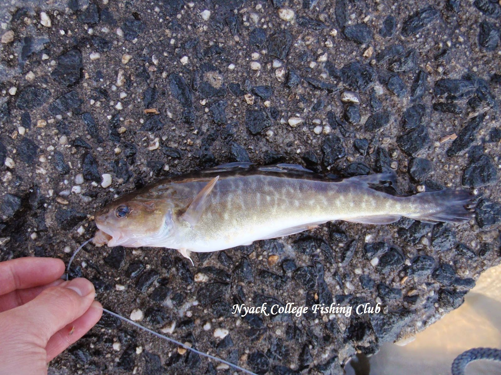 FISHING BLOG: FISHING LOCALES: Piermont Pier (Piermont, NY)