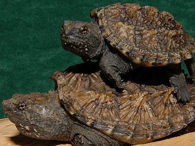 Panduan Lengkap Merawat Kura-kura FST (Florida Snapping Turtle) - Kuranesia